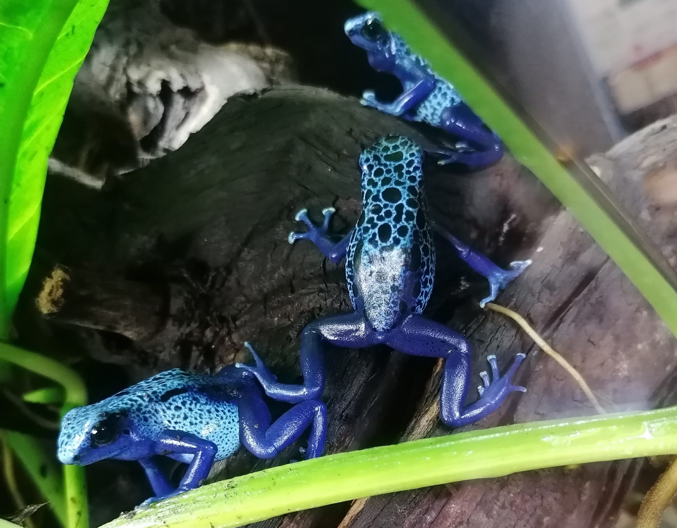VODOZEMCI | Zoo Zagreb