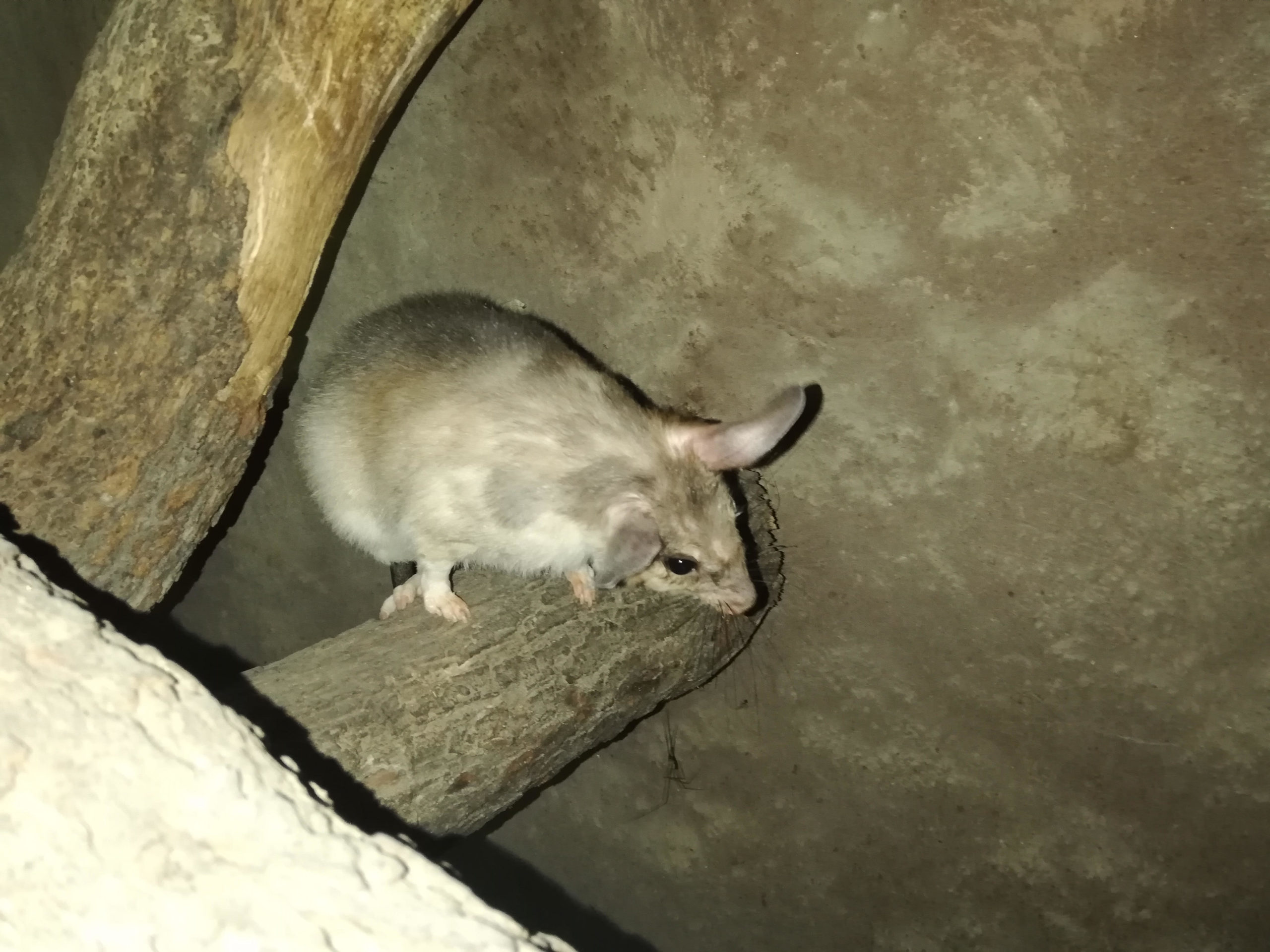 VELIKI MADAGASKARSKI ŠTAKOR (Hypogeomys antimena) | Zoo Zagreb