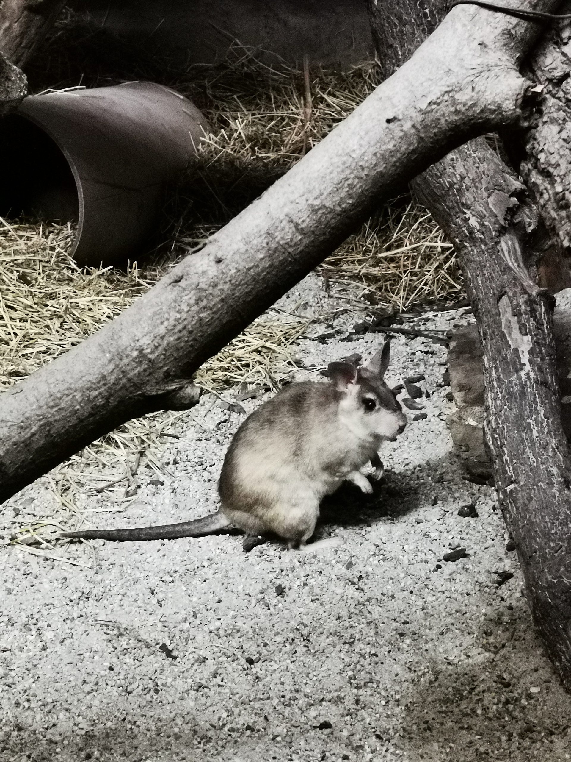 VELIKI MADAGASKARSKI ŠTAKOR (Hypogeomys antimena) | Zoo Zagreb