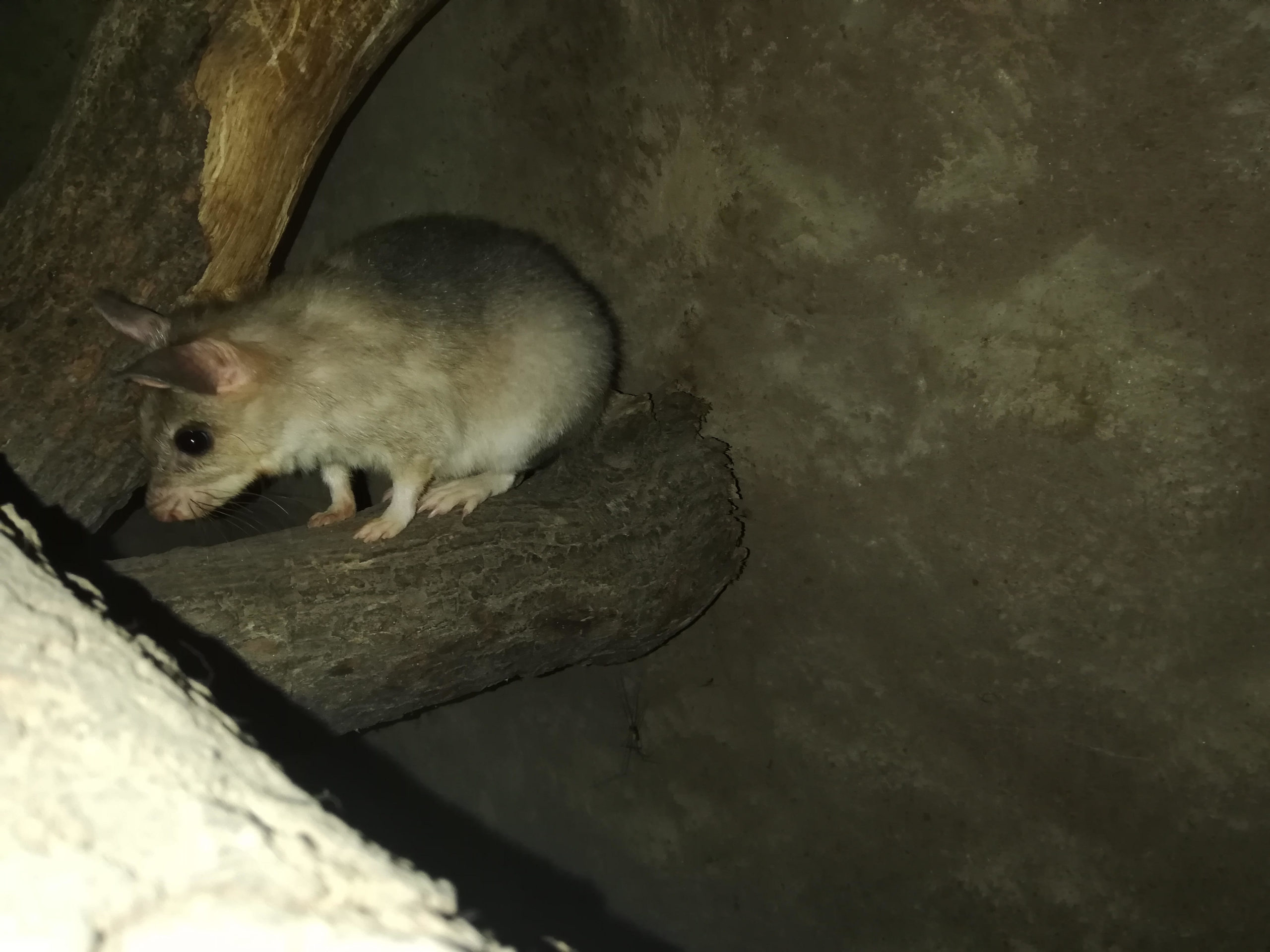 VELIKI MADAGASKARSKI ŠTAKOR (Hypogeomys antimena) | Zoo Zagreb