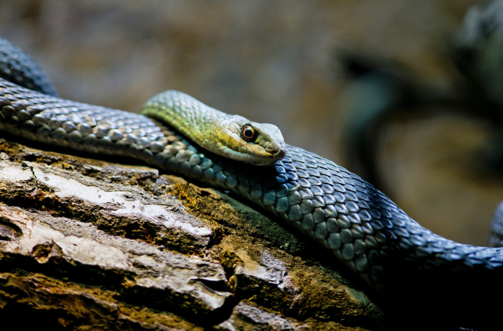 Gmazovi | Zoo Zagreb