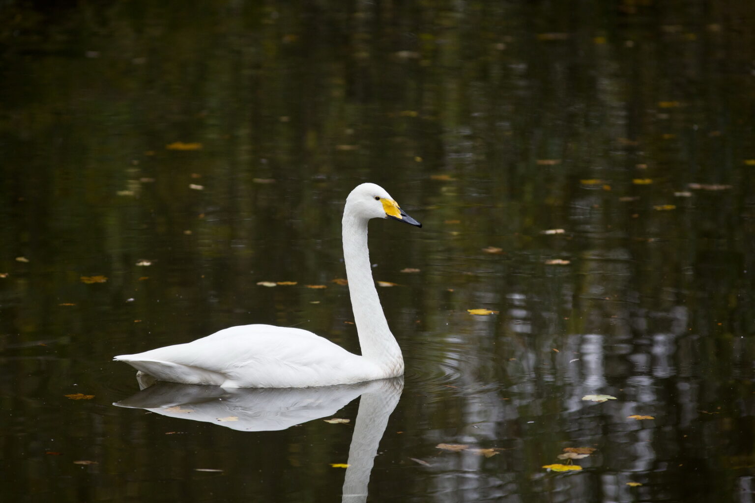 Edukacija u povodu Svjetskog dana ptica selica: Ptice povezuju naš ...