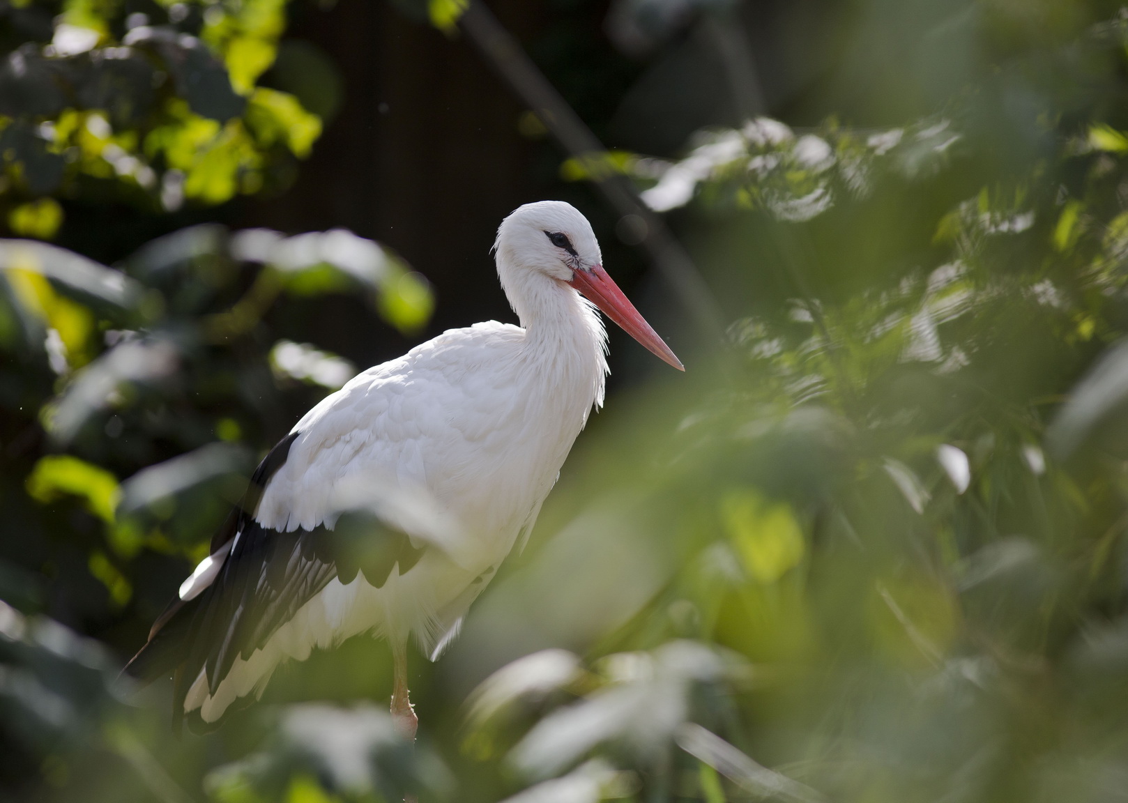Edukacija u povodu Svjetskog dana ptica selica: Ptice povezuju naš ...