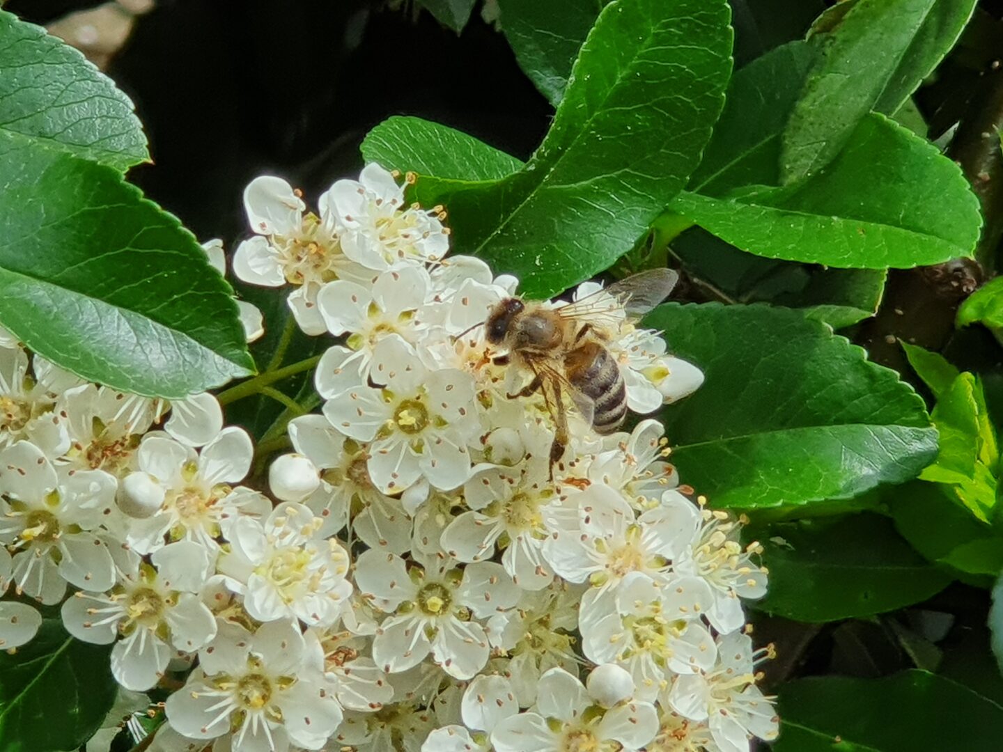 Edukacija u povodu Svjetskog dana pčela: Od priče o vrijednim pčelama ...