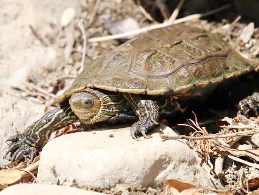 Zaštita najugroženije kornjače u Hrvatskoj: U Konavlima pušteno 50 ...