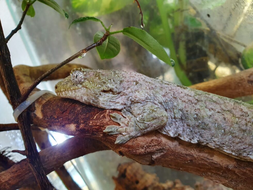 Gmazovi | Zoo Zagreb