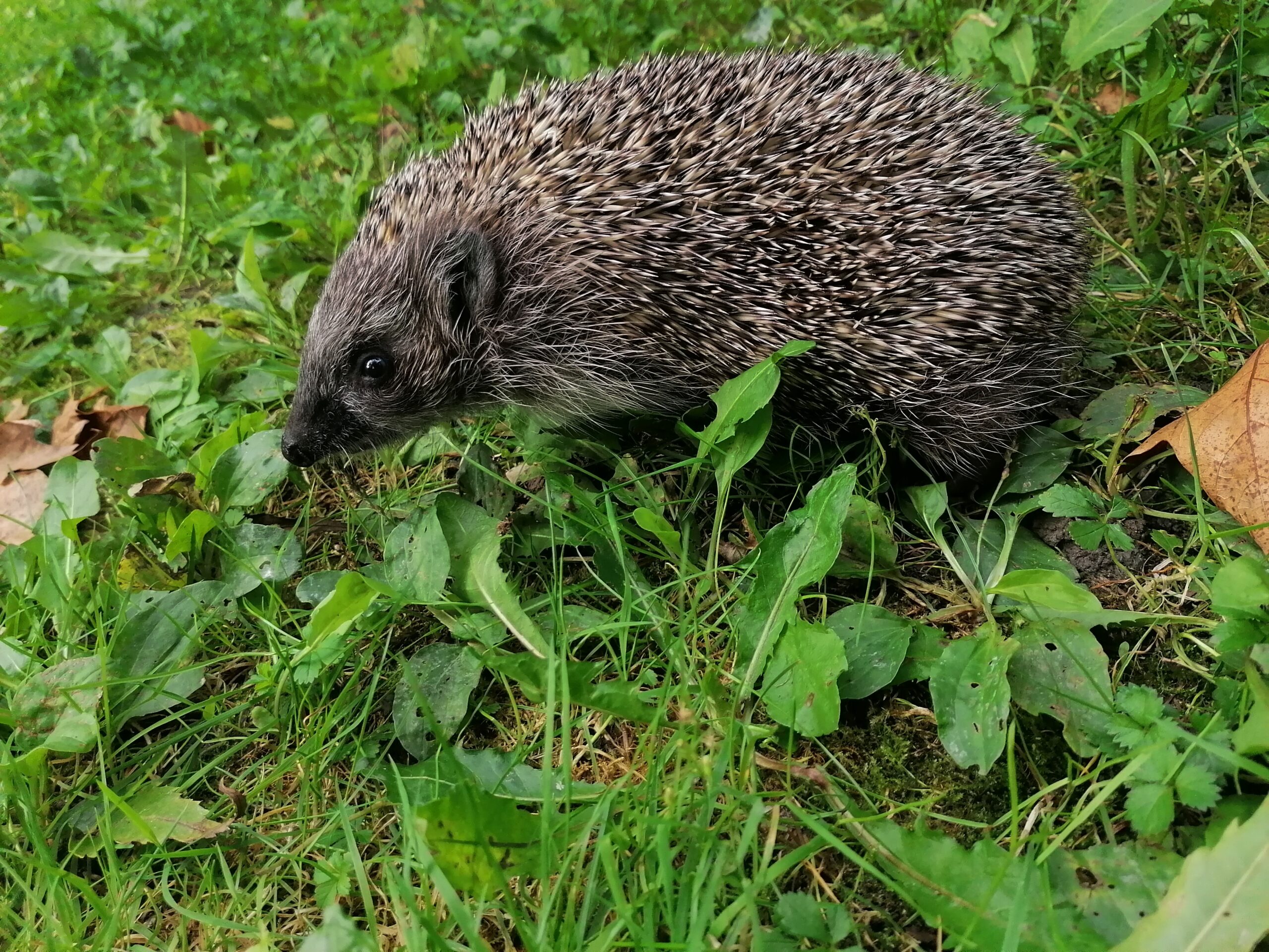 Sisavci | Zoo Zagreb