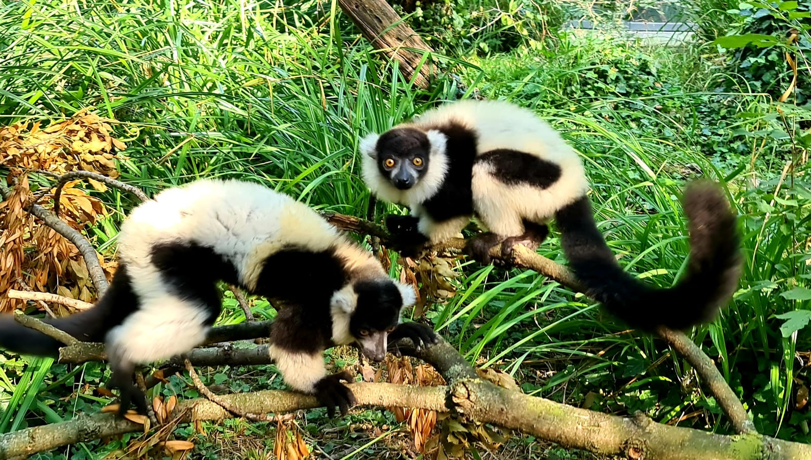 SVJETSKI DAN LEMURA | Zoo Zagreb