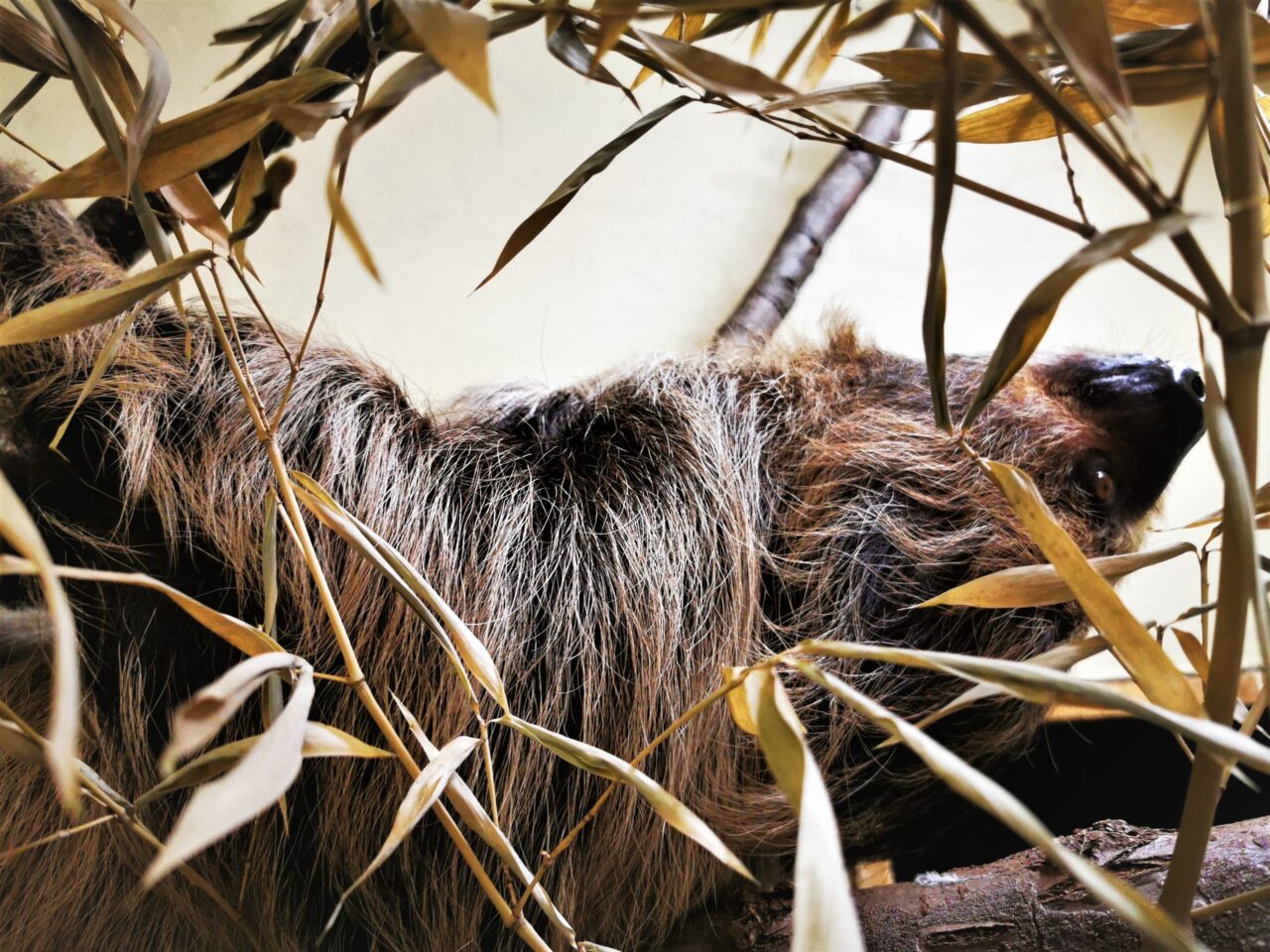 Dvoprsti ljenivac (Choloepus didactylus) | Zoo Zagreb