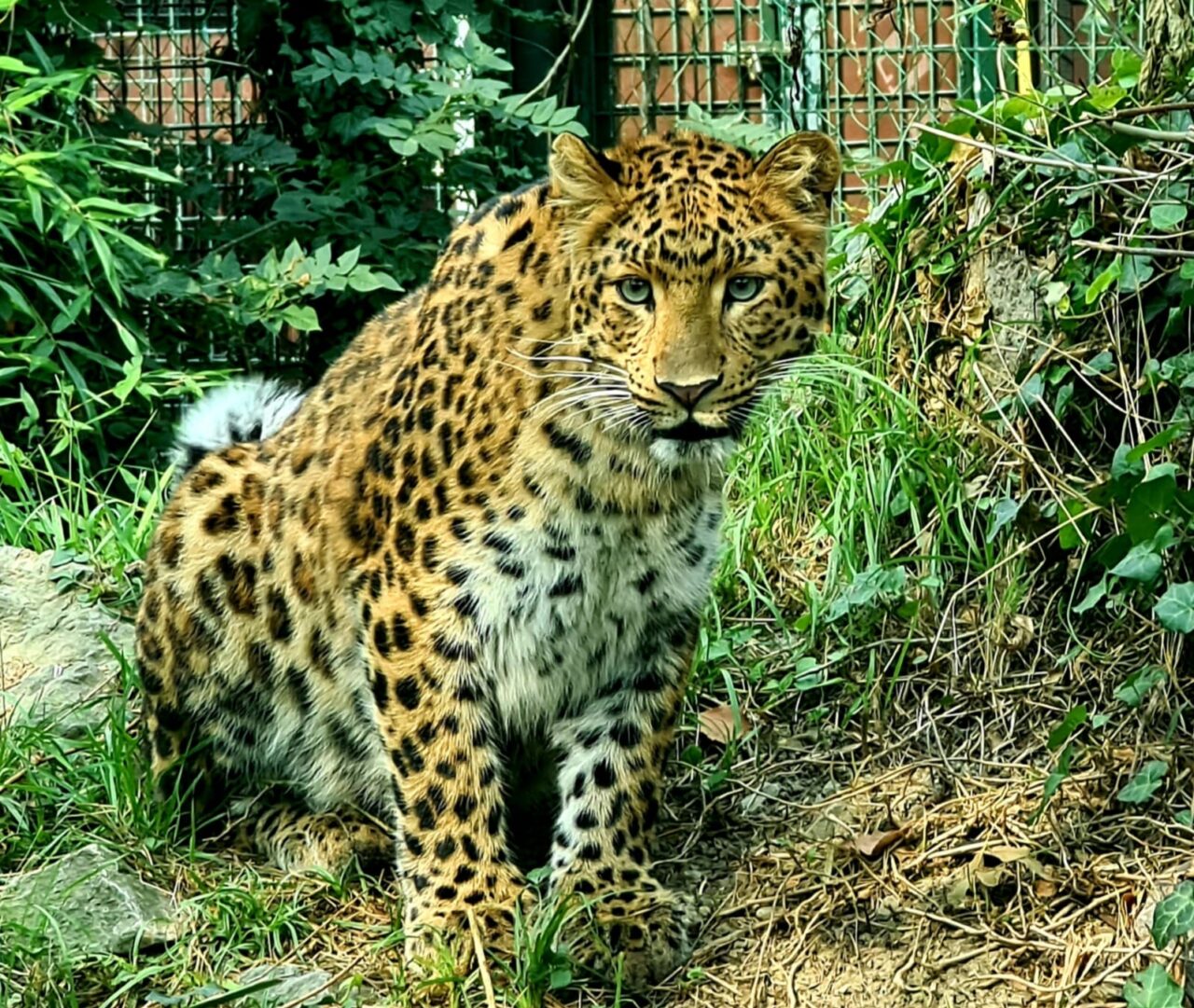 Kineska leopardica Odilia oduševila Tadzika | Zoo Zagreb