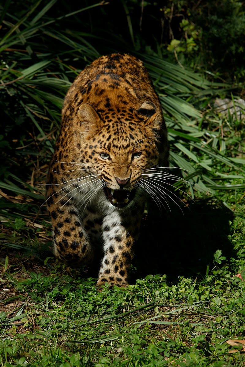Kineska leopardica Odilia oduševila Tadzika | Zoo Zagreb