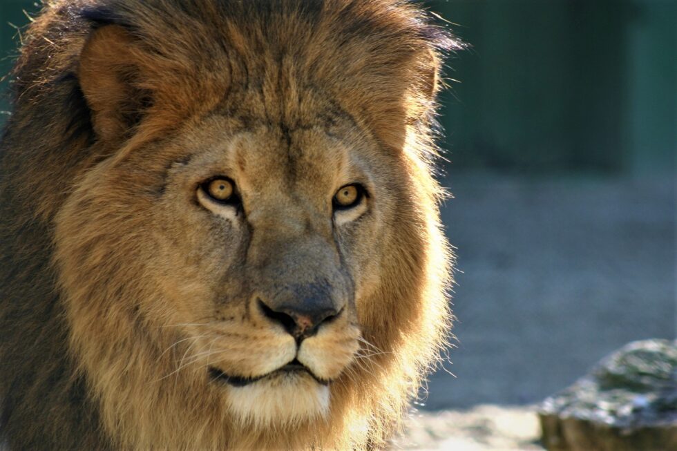 Sisavci | Zoo Zagreb
