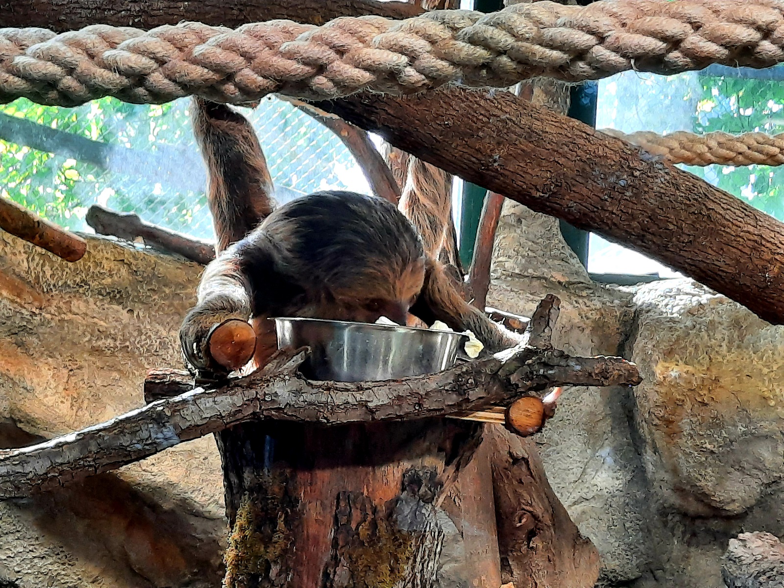 Međunarodni dan ljenivaca | Zoo Zagreb