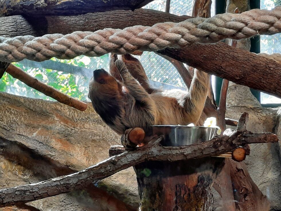 Međunarodni dan ljenivaca | Zoo Zagreb