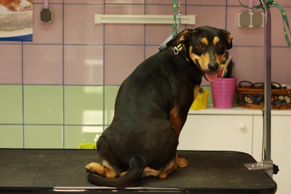 SMJEŠTAJ ZA ZAŠTIĆENE DIVLJE VRSTE I NAPUŠTENE PSE | Zoo Zagreb