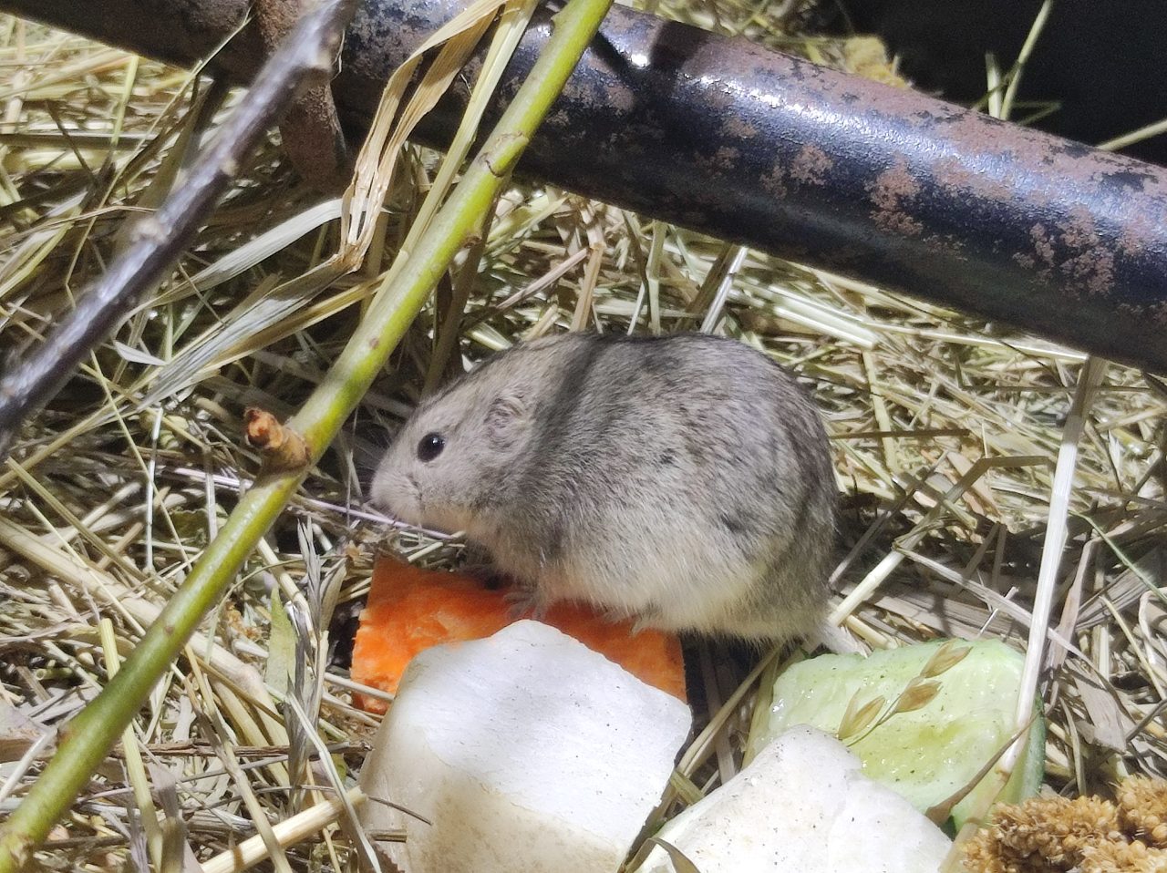 STEPSKI LEMING (Lagurus lagurus) | Zoo Zagreb