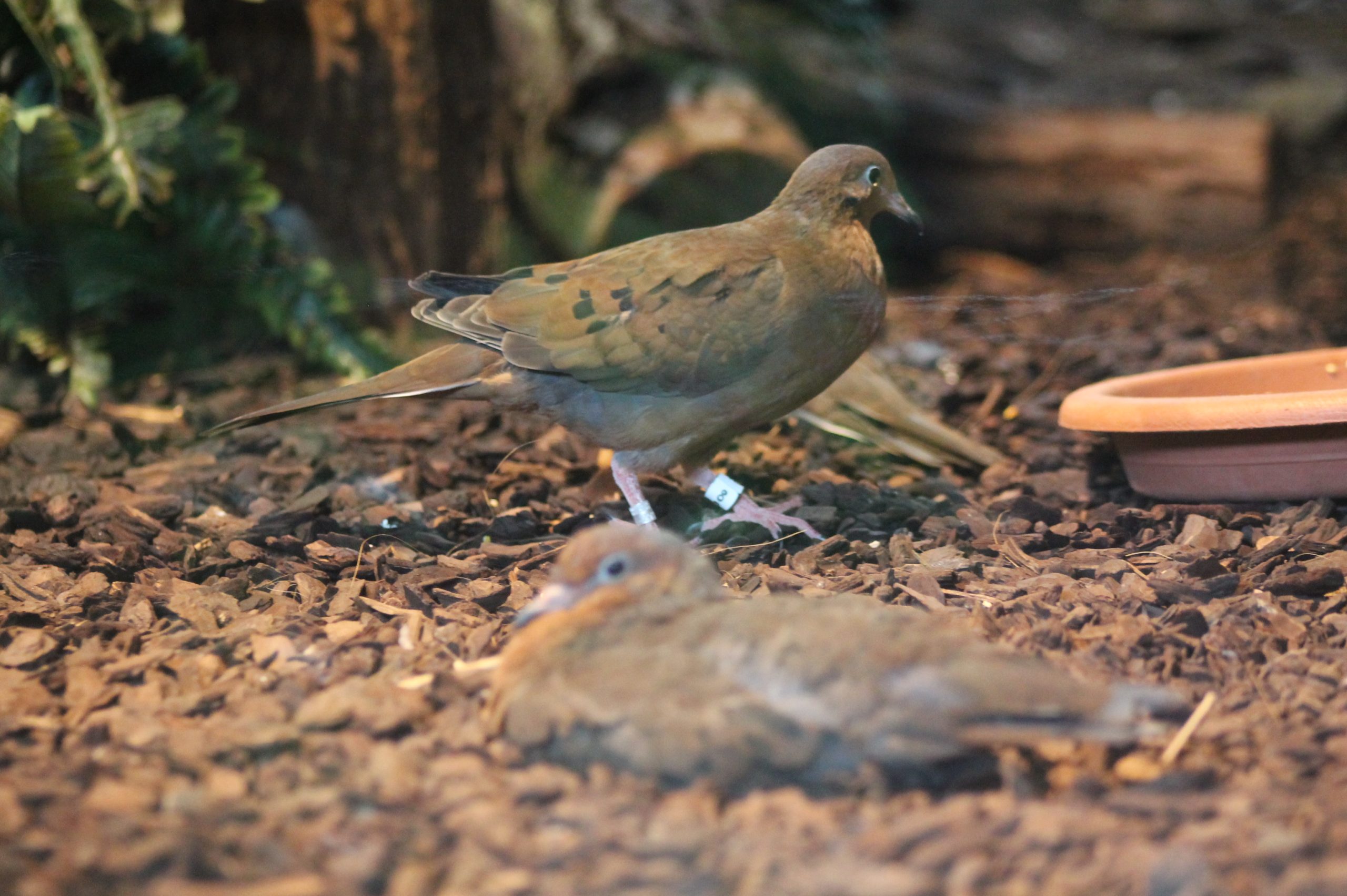 Zoo Zagreb | Ustanova Zoološki vrt Grada Zagreba