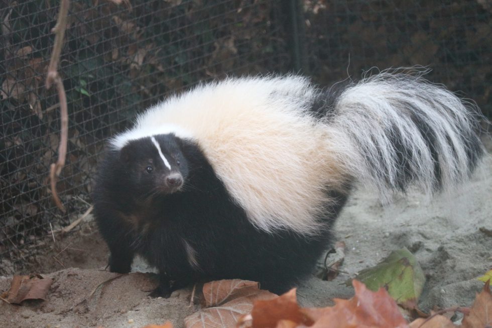 Sisavci | Zoo Zagreb