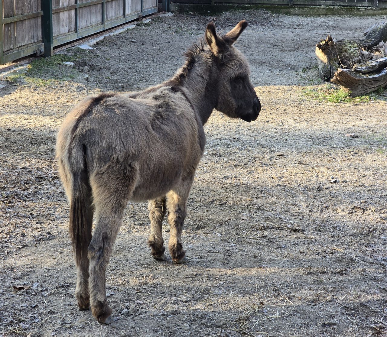 PRIMORSKO DINARSKI MAGARAC | Zoo Zagreb
